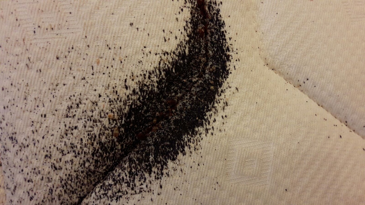 Traitement punaises de lit | anti punaises de lit sur Paris & île de France